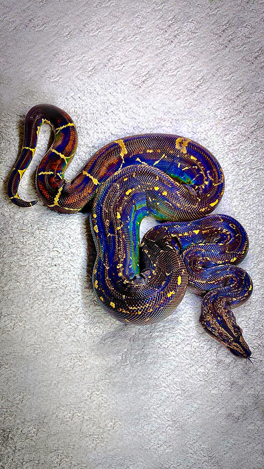 10 things you didn’t know about snakes 😱