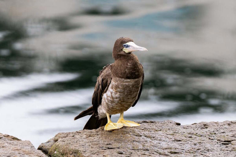 Tropical bird lost its way in Kansas City. Birders watch with awe, and ...