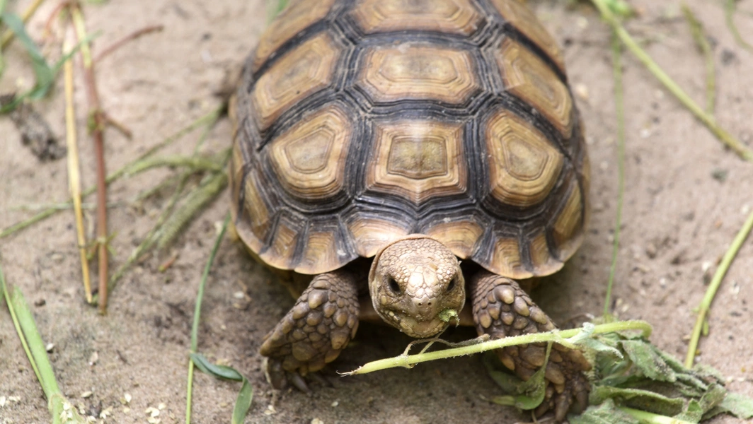 Rare pancake tortoise hatches in UK conservation milestone