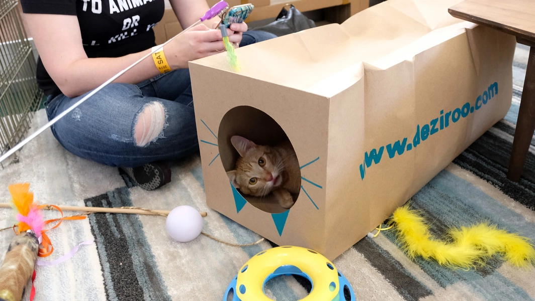 5 fascinating feline behaviors explained