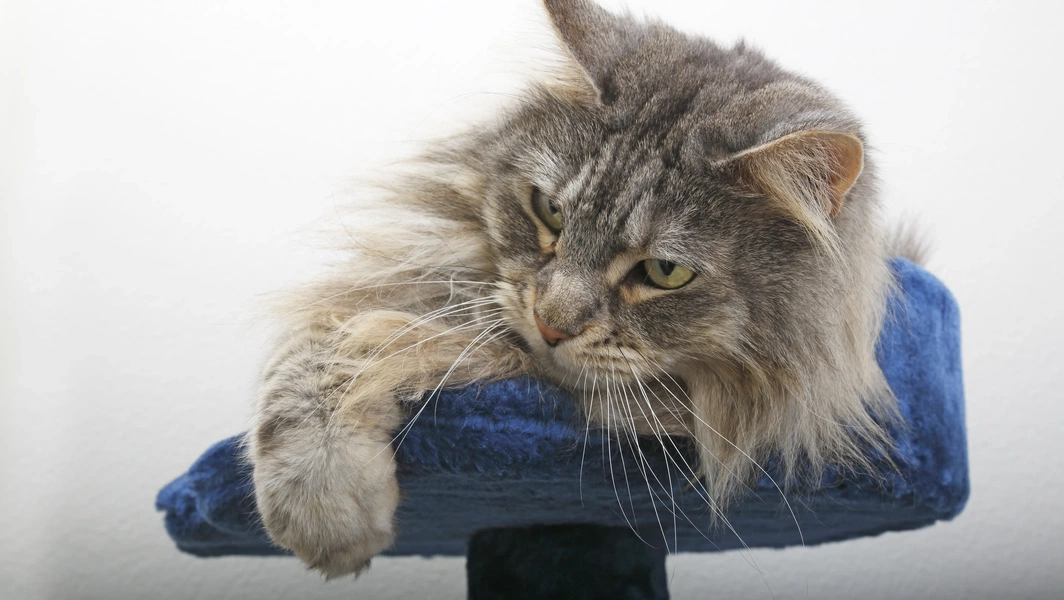 Understanding and enriching indoor cat life