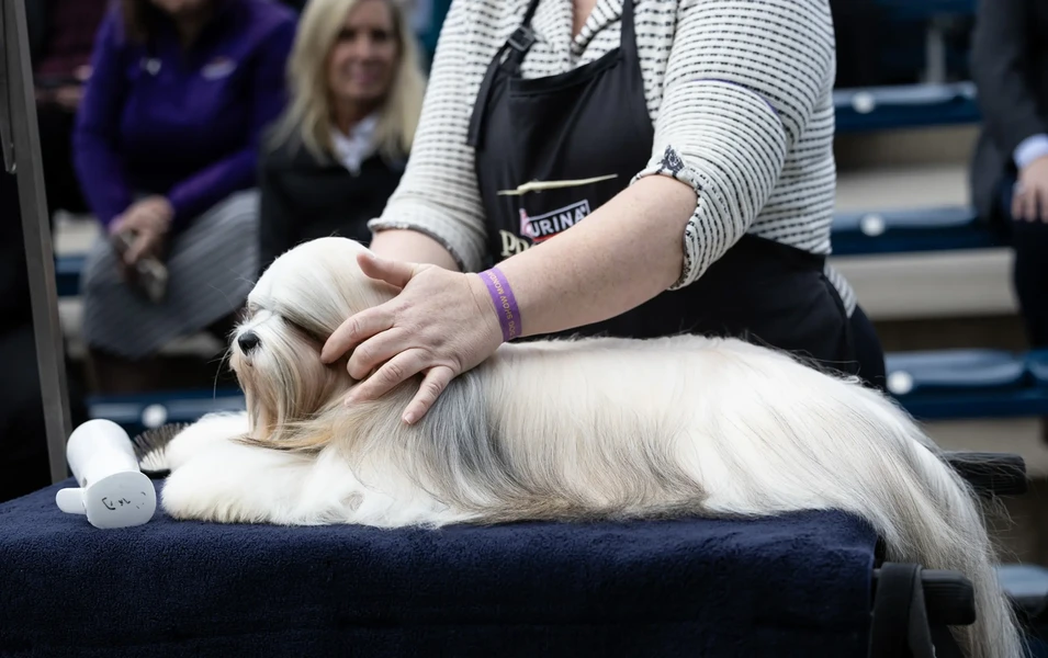 Lhasa apso love: Small dog, big heart