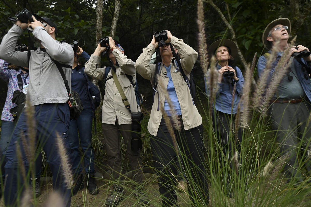 Why everyone is suddenly getting into bird-watching and how beginners ...