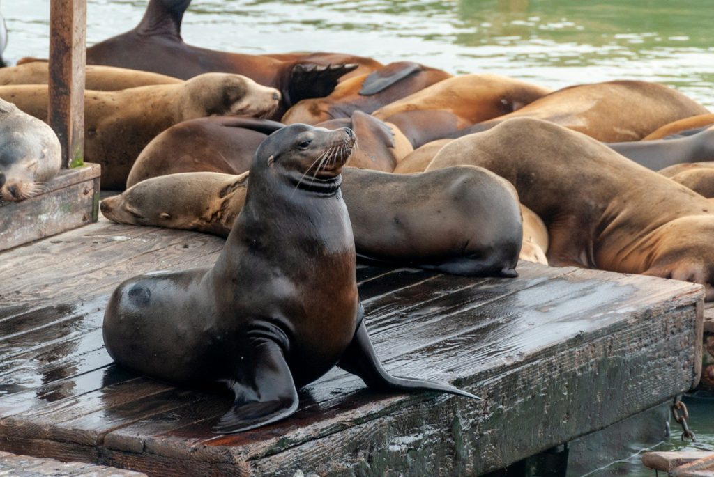 Sea lion rescued after plastic ring cuts deep into its neck