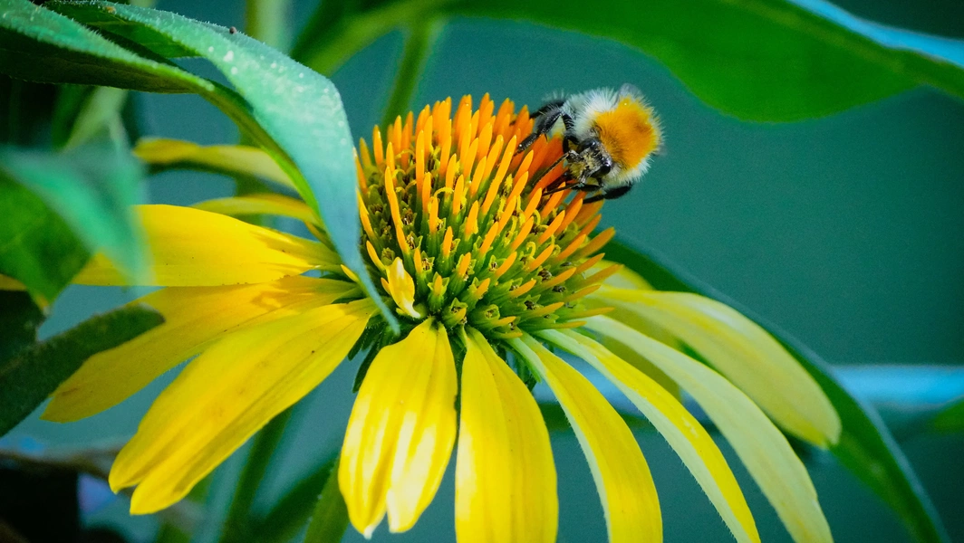 Coneflower secrets every gardener should know