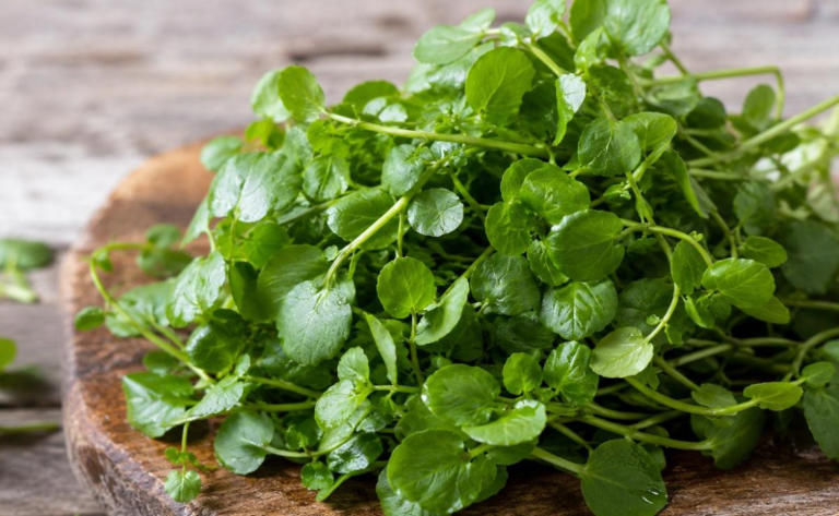 Why Is Watercress the Worlds Most Nutrient-Dense VegetableAnd Should ...