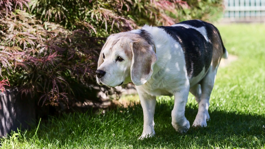 11 dog breeds prone to overeating and weight gain