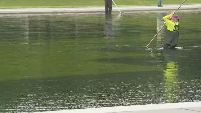 See it: Crews battle algae bloom in Reflecting Pool after $14M renovation