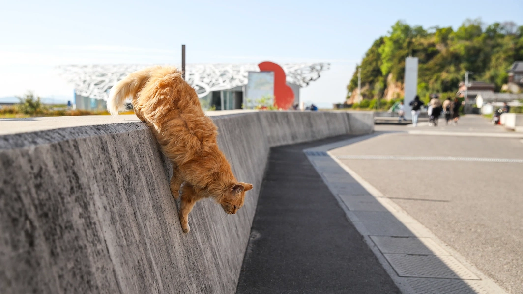 11 playful and candid street cat moments by Masayuki Oki