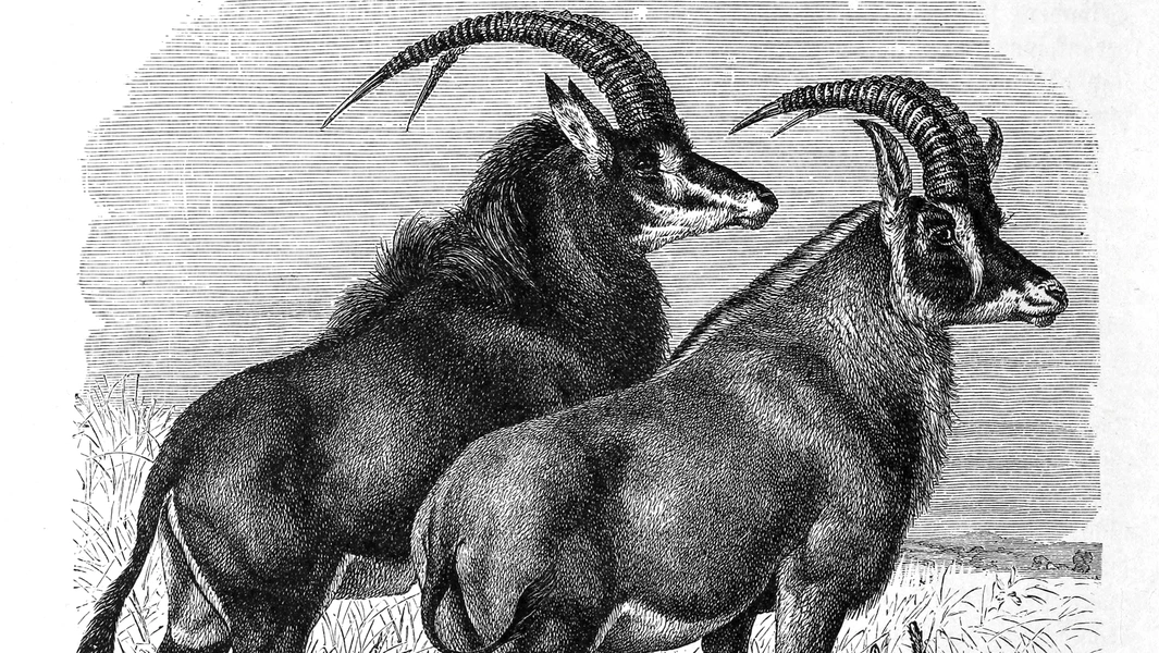 Reviving the extinct bluebuck