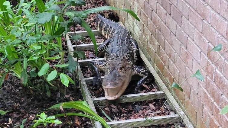 Alligator arrested! Sheriff’s deputies subdue reptilian intruder in ...