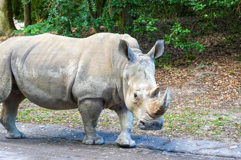 UF vet performs first US rhino cataract surgery at Walt Disney World