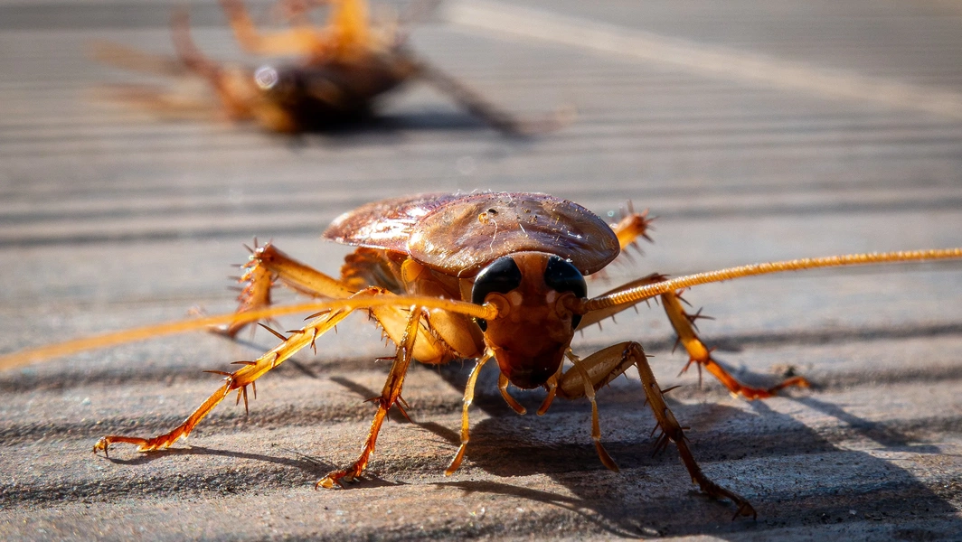 Scientists find 40,000 bacterial DNA fragments in cockroach genomes