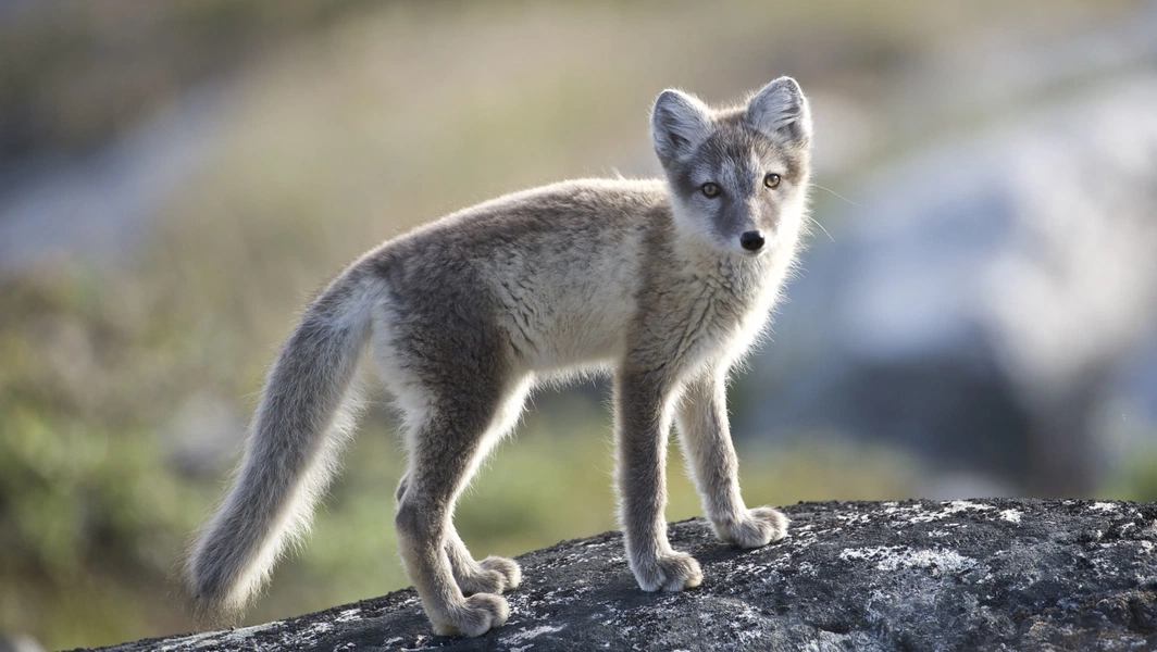 7 fascinating animals of the Arctic