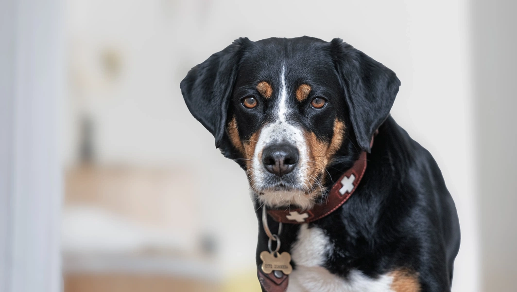 7 light-sleeping dog breeds that stay alert at night