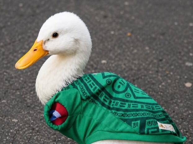 Merlín, el pato mexicano que se convirtió en la estrella inesperada del ...