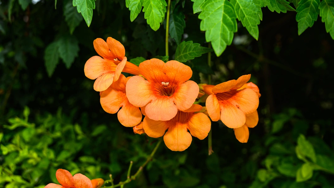 15 flowers that attract birds to your garden