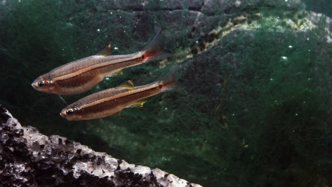 9 peaceful fish for thriving community aquariums