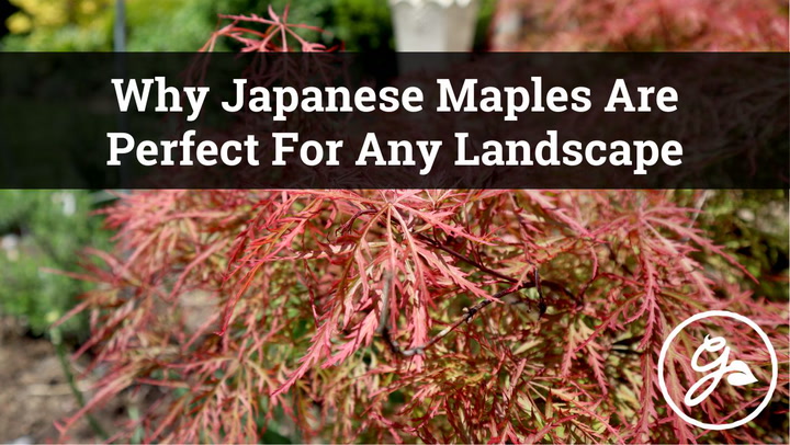 How to use Japanese maples in the landscape