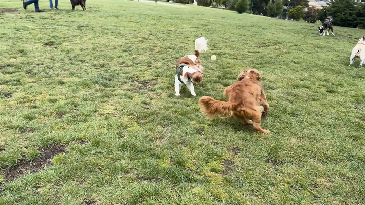 Dogs play at Alamo Square Park