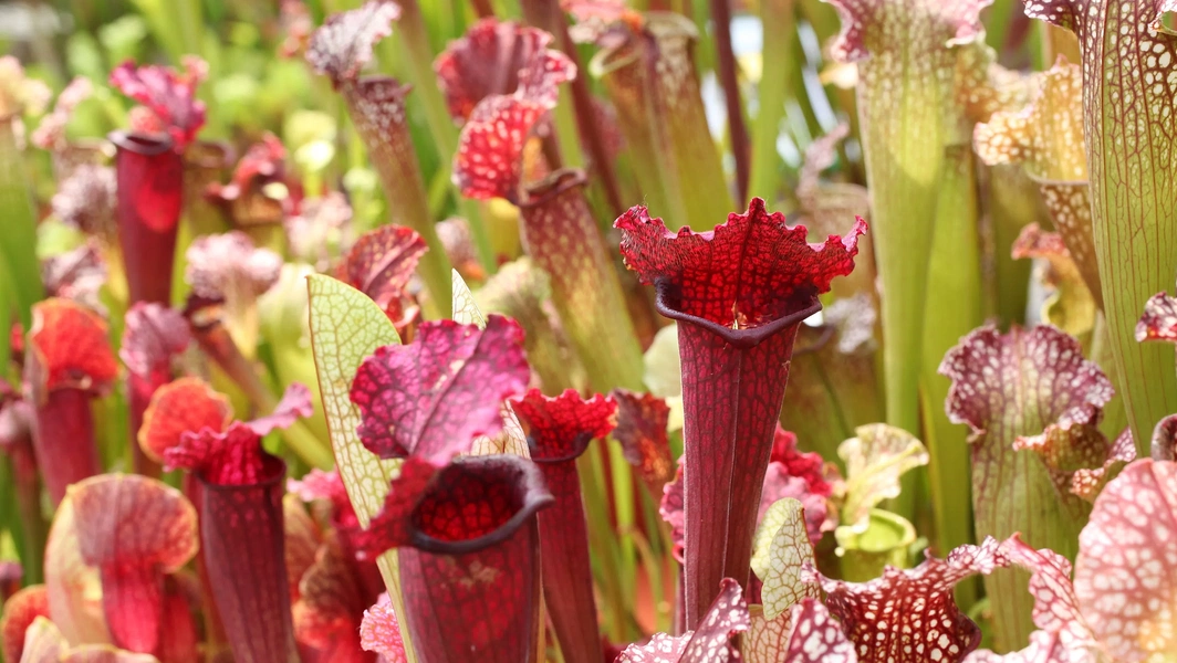 The evolution and survival of carnivorous plants