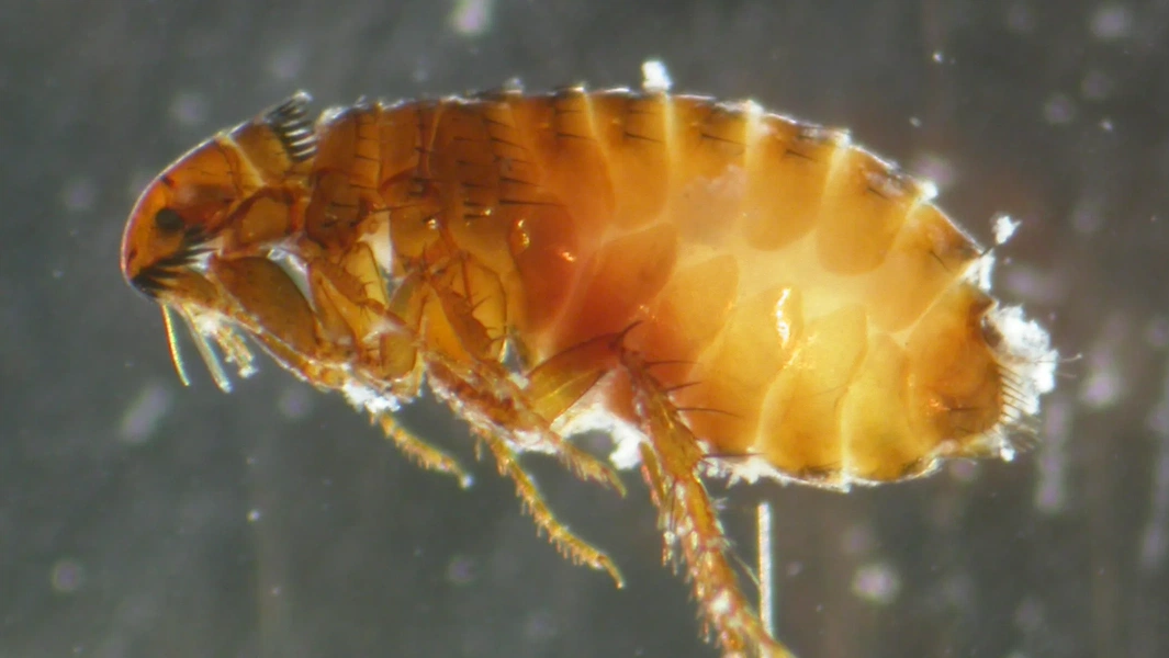9 signs your dog may have parasites