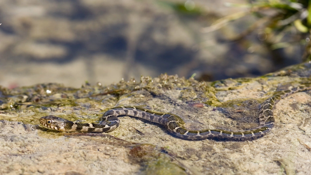 Snake encounters highlight growing human-wildlife overlap across US