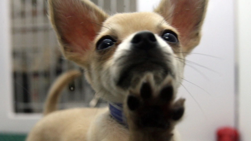 5 charming small dog breeds
