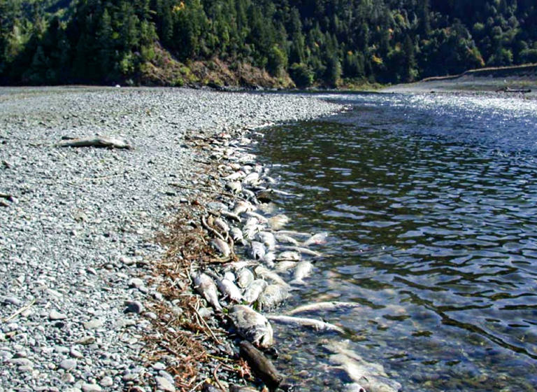 Low flows equal high stakes for salmon in the Klamath River