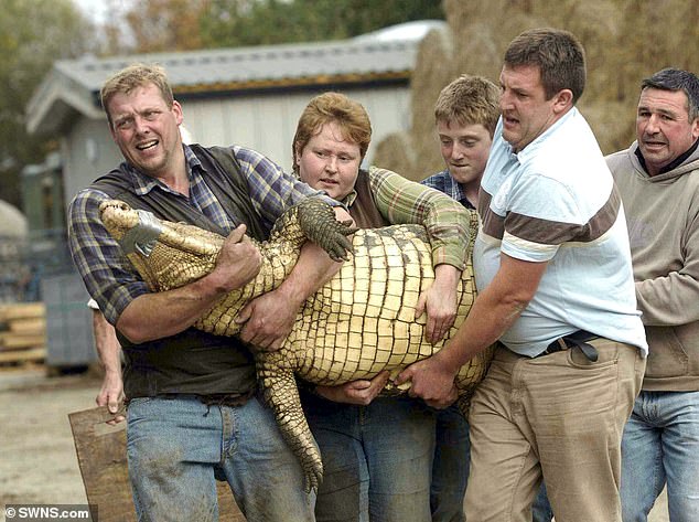 Zoo owner's wife 'leapt into crocodile pit after boy was thrown in' as ...