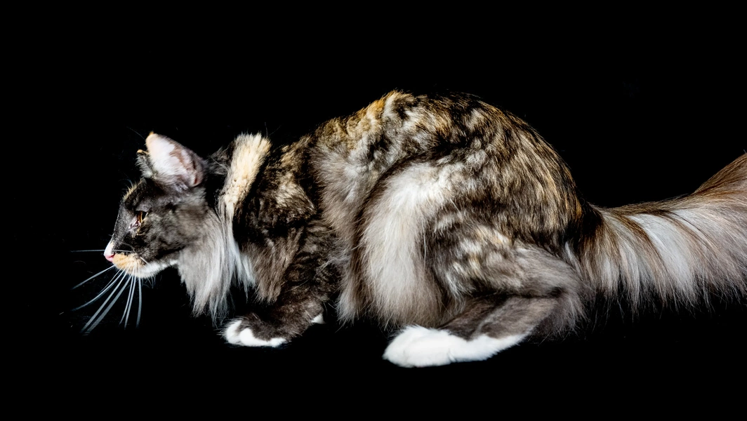 14 cat breeds known for exceptional longevity