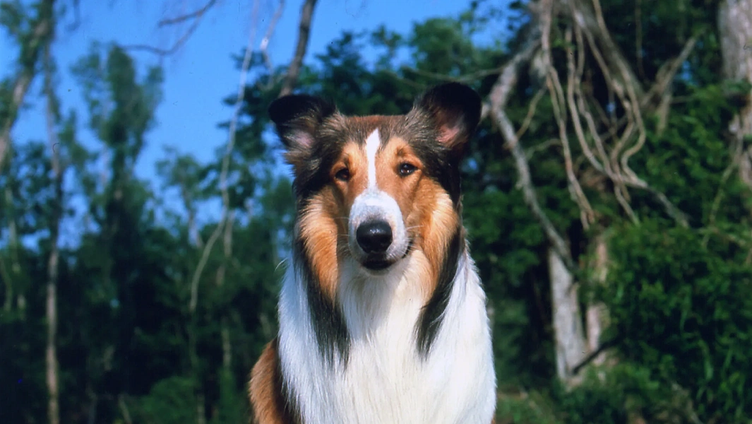14 animals that inspired famous myths and characters