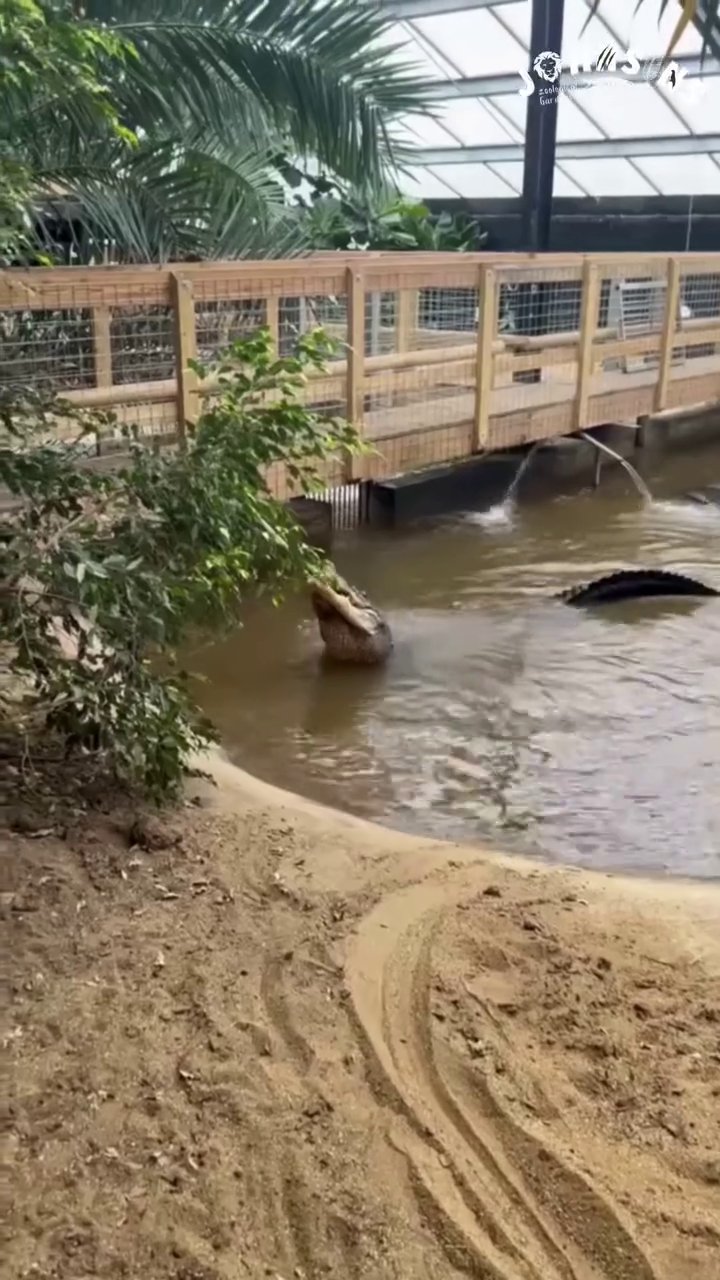 Zoo owner’s wife jumped into crocodile pit to rescue boy thrown in by ...