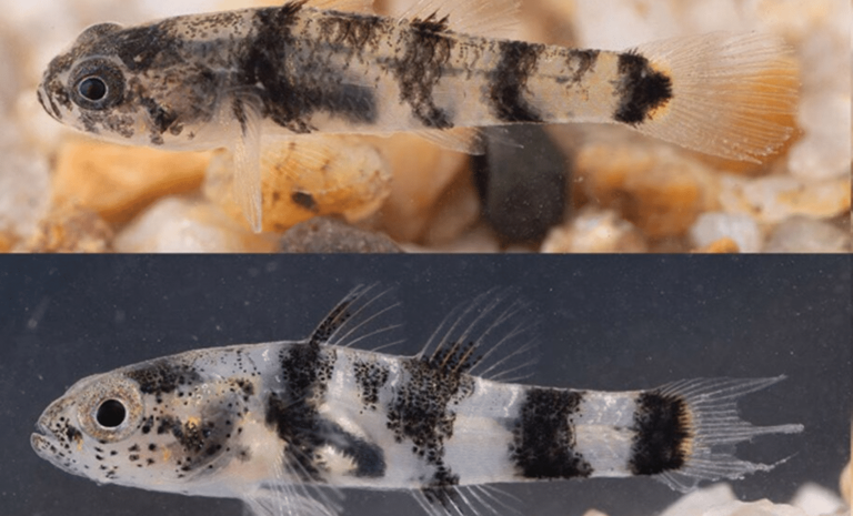 Scientists find tiny new fish so small it could be one of the world’s ...