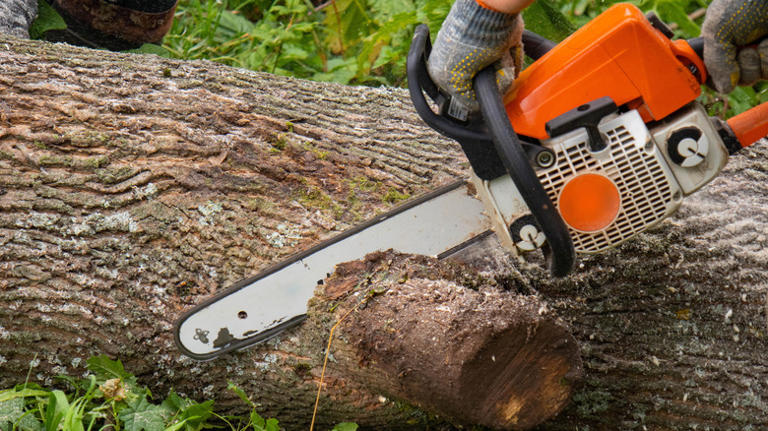 Gas vs. electric chainsaws: Which will better cut its way into your ...
