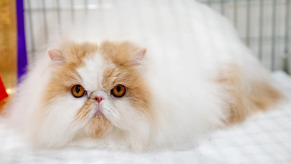 8 calm cat breeds for peaceful homes