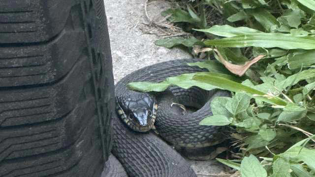 Houston ring camera catches husband shrieking at 'derpy' snake by the ...