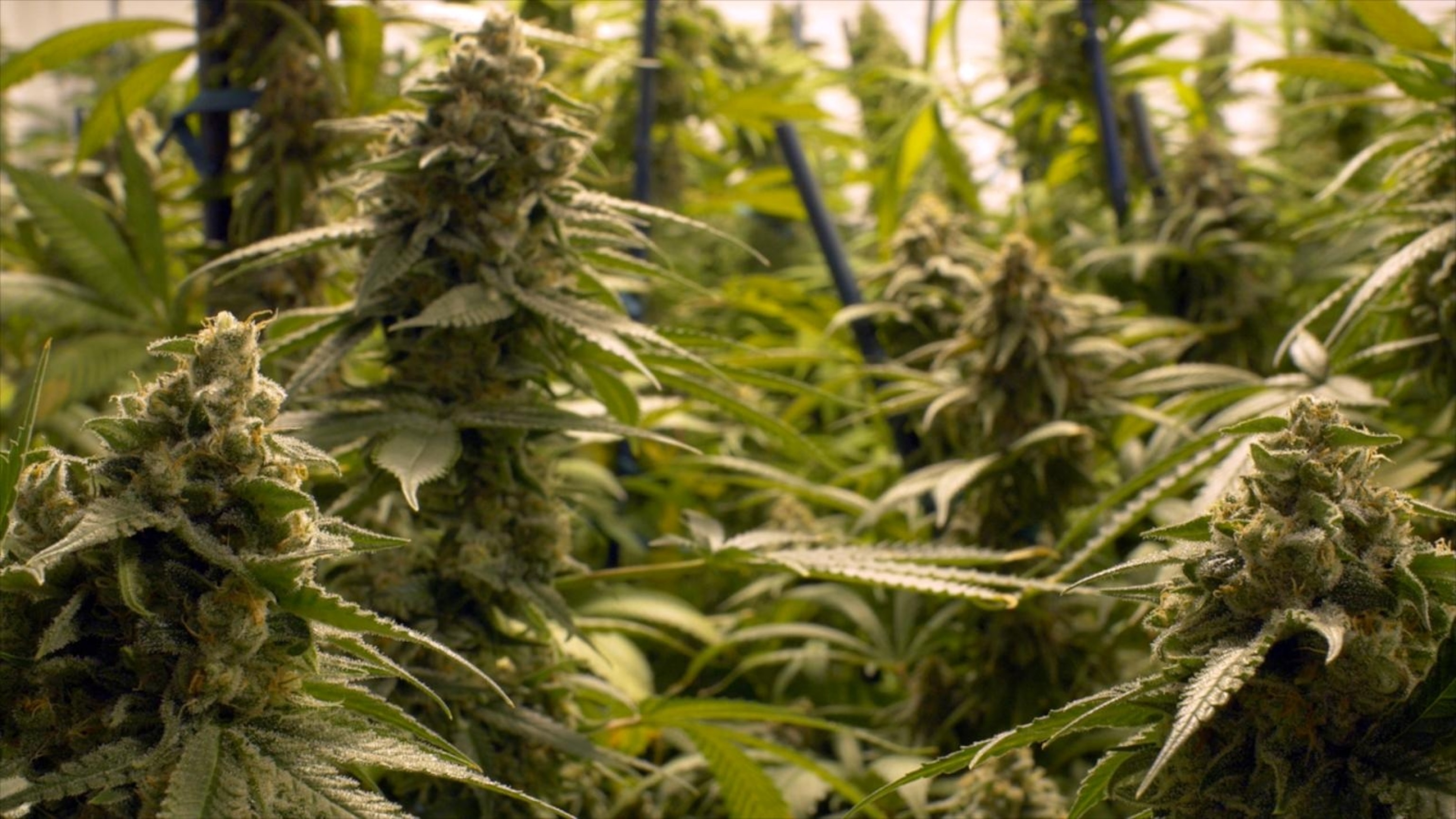 Supreme Court allows some marijuana users to own guns, limiting federal ...