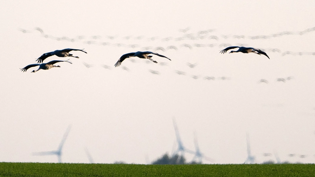 15 extraordinary animal senses