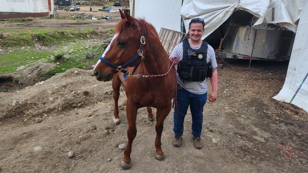 Former farm employee charged with theft of viral stolen Enumclaw horse ...