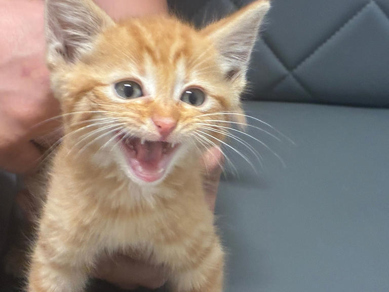 Kitten trapped in car engine rescued at Gastonia dealership
