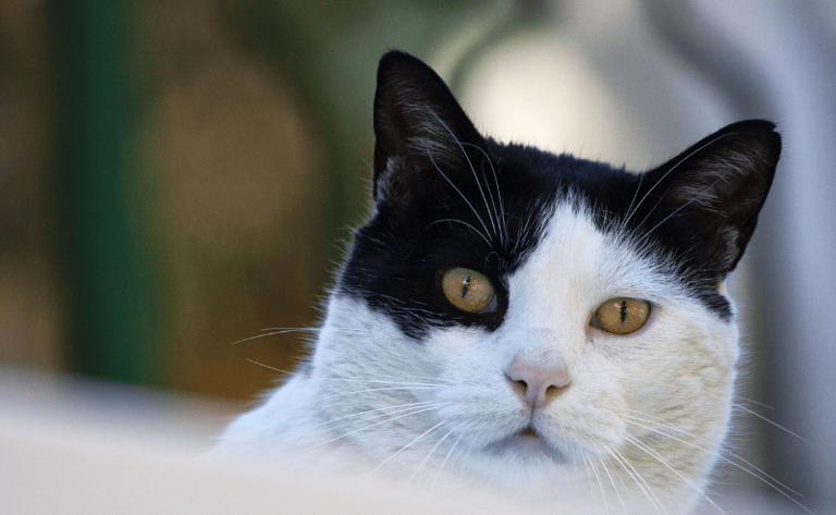 Iniciativa busca otorgar licencia de trabajo por muerte de mascotas
