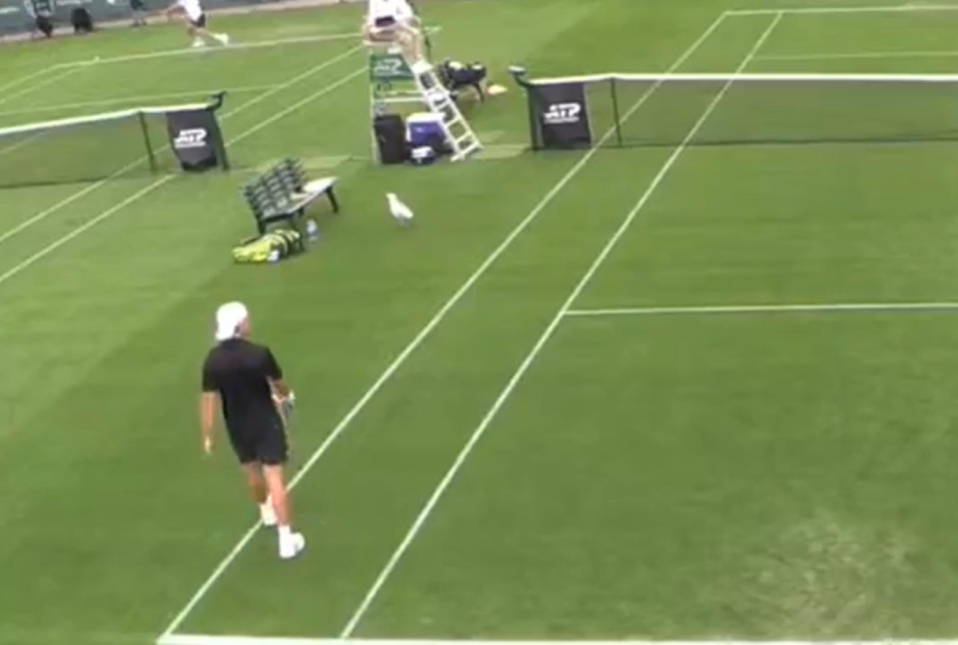 Watch: Seagull steals banana during Bernard Tomic's Dublin Challenger match