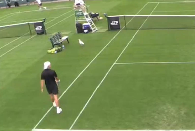 Watch: Seagull steals banana during Bernard Tomic's Dublin Challenger match