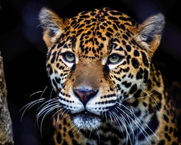 Mesker Park Zoo welcomes new animal to their roster