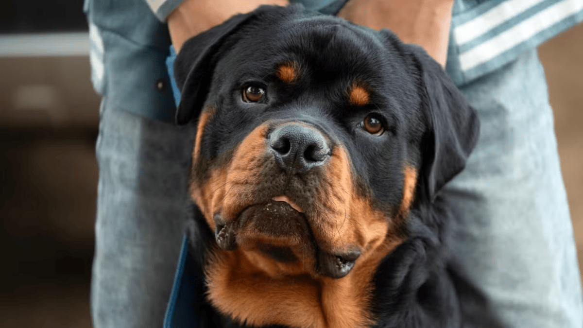 Feeling anxious or sad these days? Your dog knows
