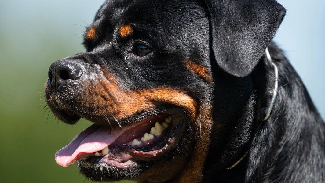 Rottweiler history, traits, and training insights