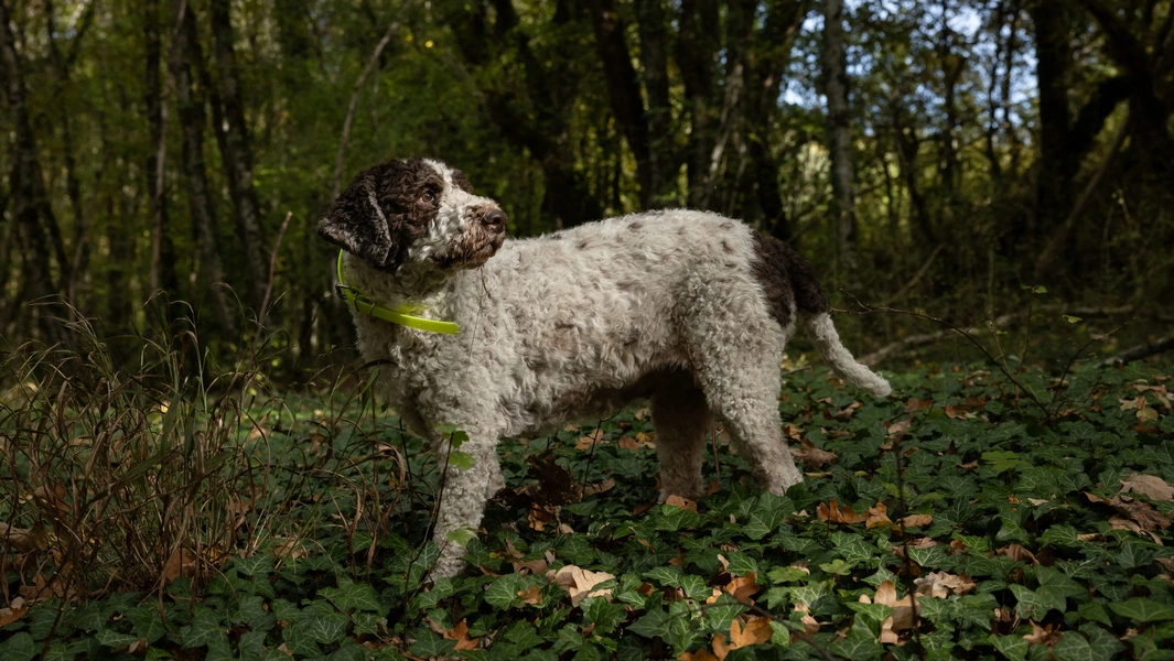 5 curly-coated dog breeds