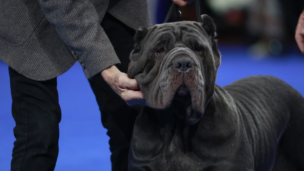 14 powerful and gentle dog breeds like the bullmastiff