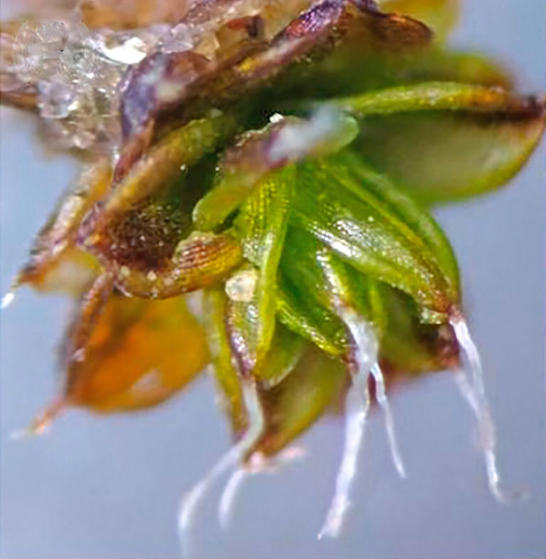 Hidden fungus inside desert moss could rewrite 470-million-year story ...
